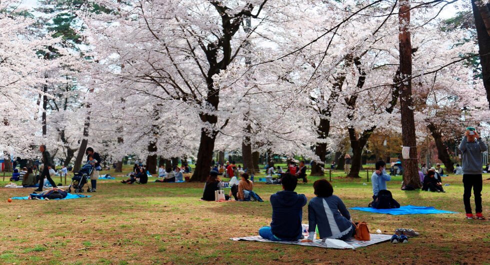 Hanami: Japan’s Cherished Cherry Blossom Tradition | Kelphil Inc.